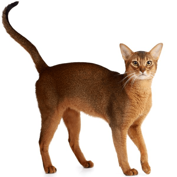 Miau! The Ultimate Vocabulary Guide to Your Cat in Spanish