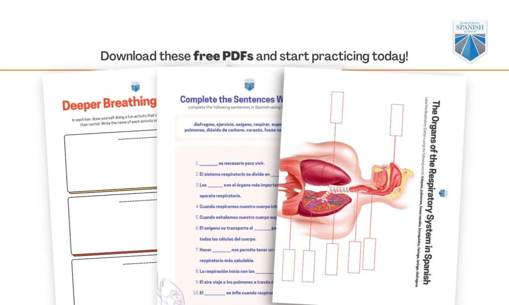 The Respiratory System (Free Spanish Lessons for Kids)