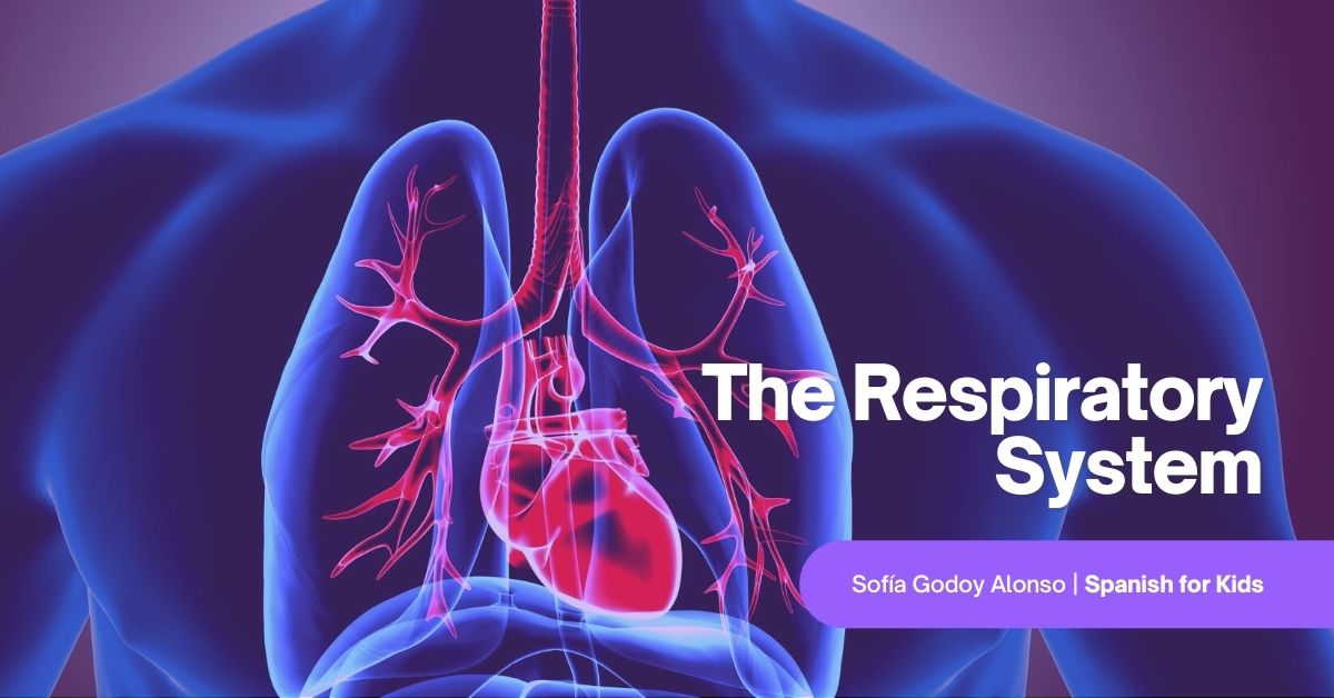 The Respiratory System (Free Spanish Lessons for Kids)