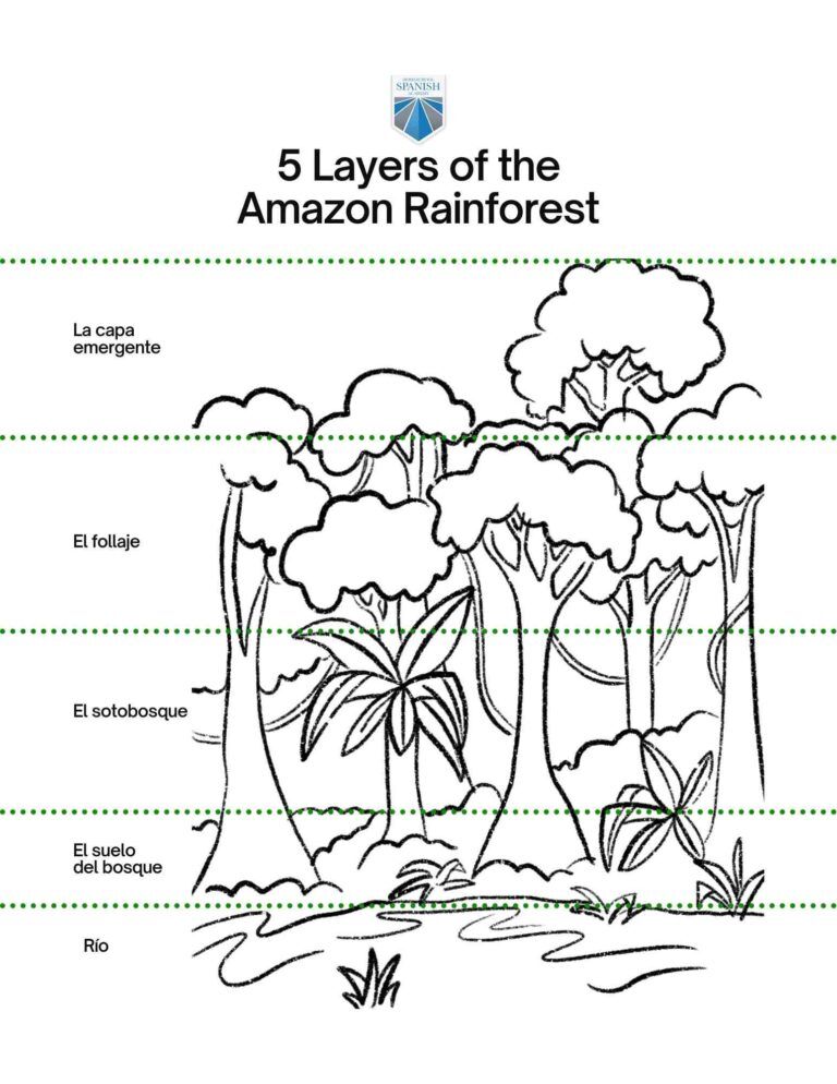 Amazon Rainforest Facts (Free Spanish Lessons for Kids)