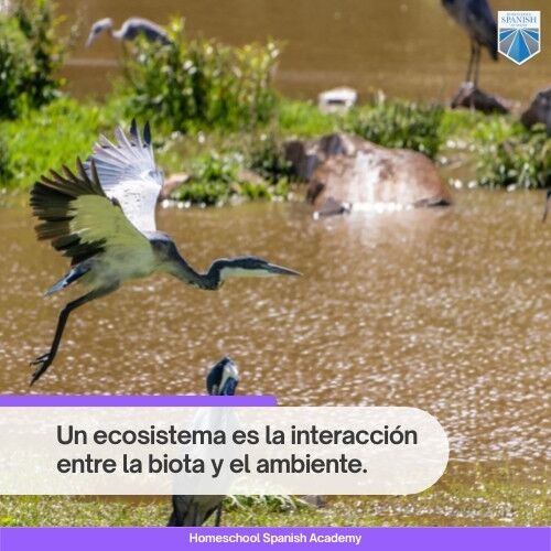 Understanding Biomes and Habitats (Free Spanish Lessons for Kids)