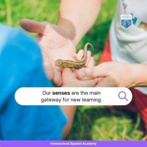 The 5 Senses in Spanish (Free Spanish Lessons for Kids)