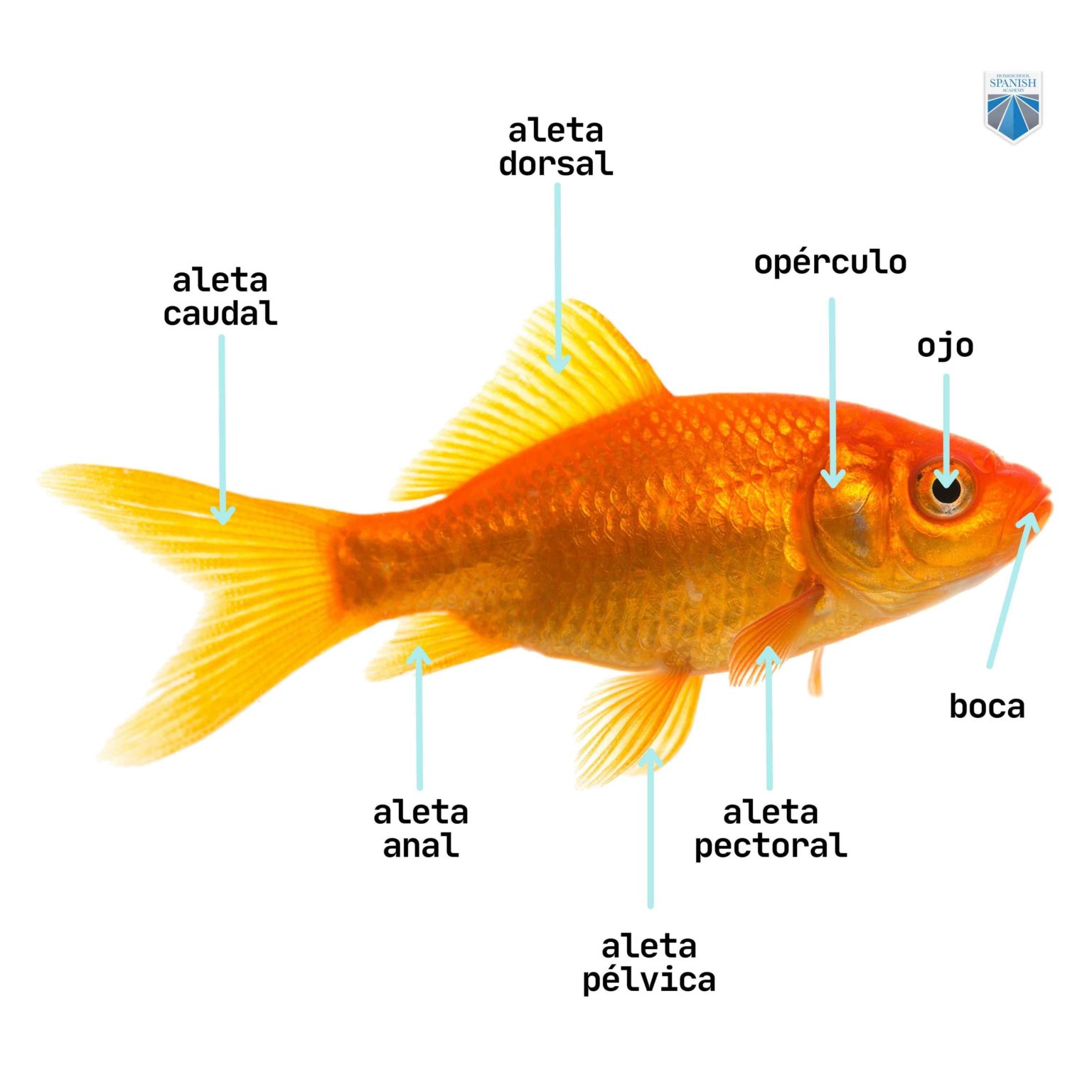 Learn These 20 Types of Fish in Spanish [+ More Vocab]