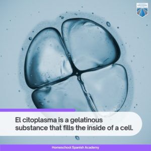 Parts of a Cell in Spanish (Free Spanish Lessons for Kids)