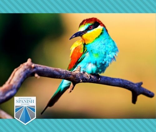 A Comprehensive List of Spanish Bird Names