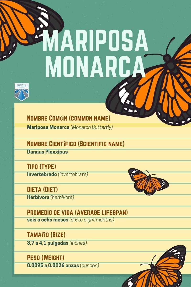 Monarch Butterfly in Spanish Lesson Bundle for Elementary