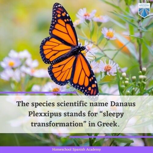 Monarch Butterfly in Spanish Lesson Bundle for Elementary