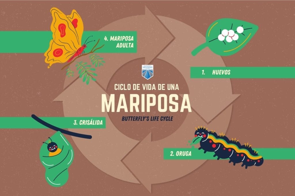 Monarch Butterfly in Spanish Lesson Bundle for Elementary