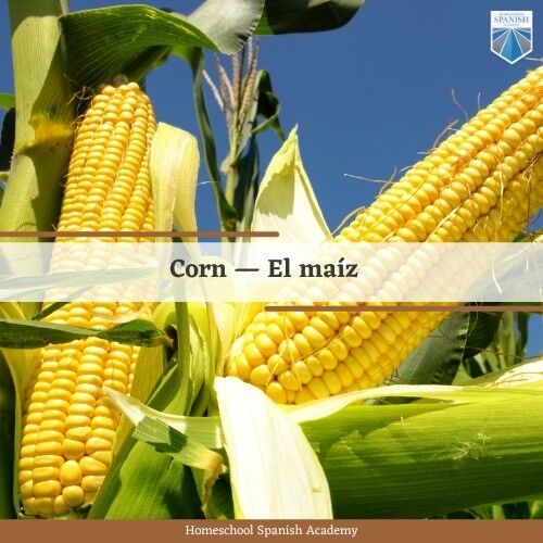 The Historical Importance of Corn in Spanish-Speaking Countries