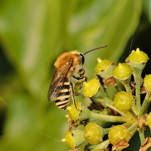 Bzzz! Learn Everything About Bees in Spanish