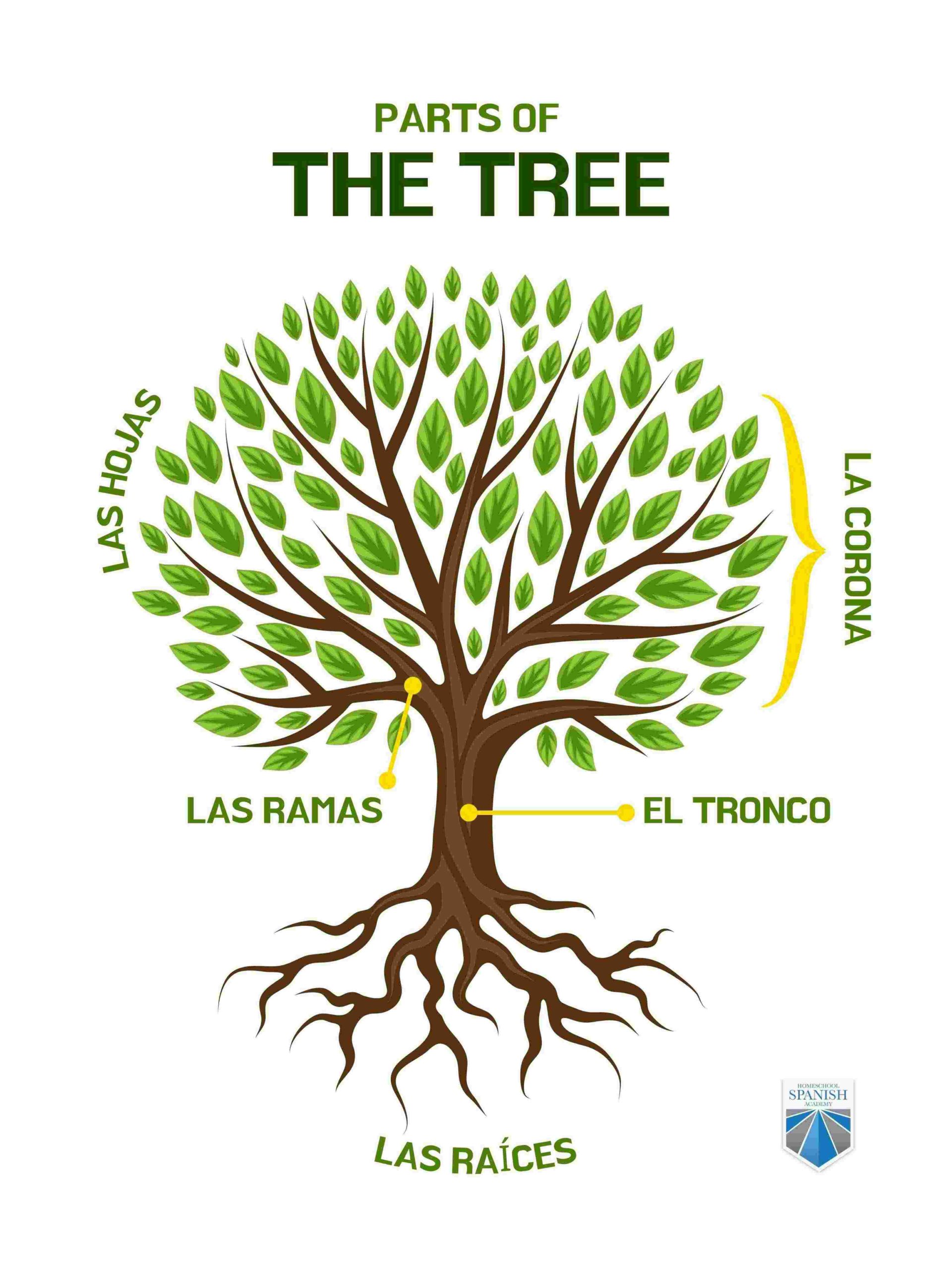 Parts of a Tree and Their Functions (Free Spanish Lessons for Kids)