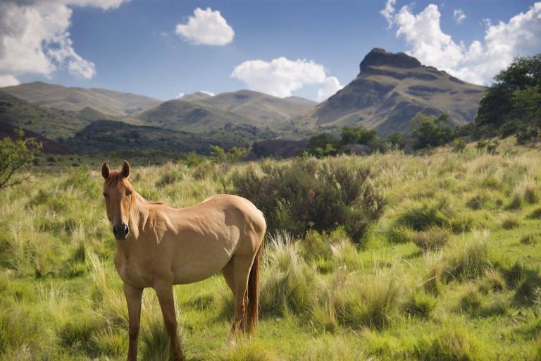 9 Quirky Facts About Pato: Argentina's National Sport
