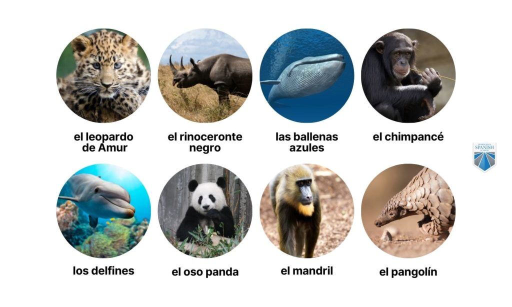Learn About Endangered Species (Free Spanish Lessons for Kids)